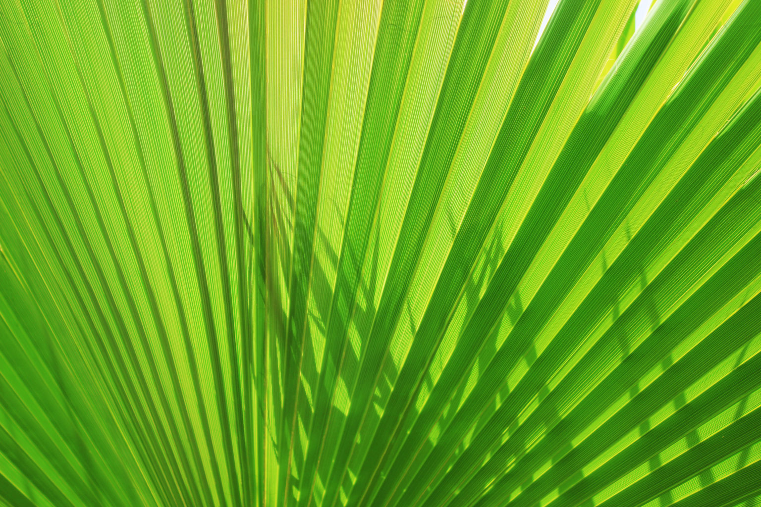 Home Plans - CC Homes